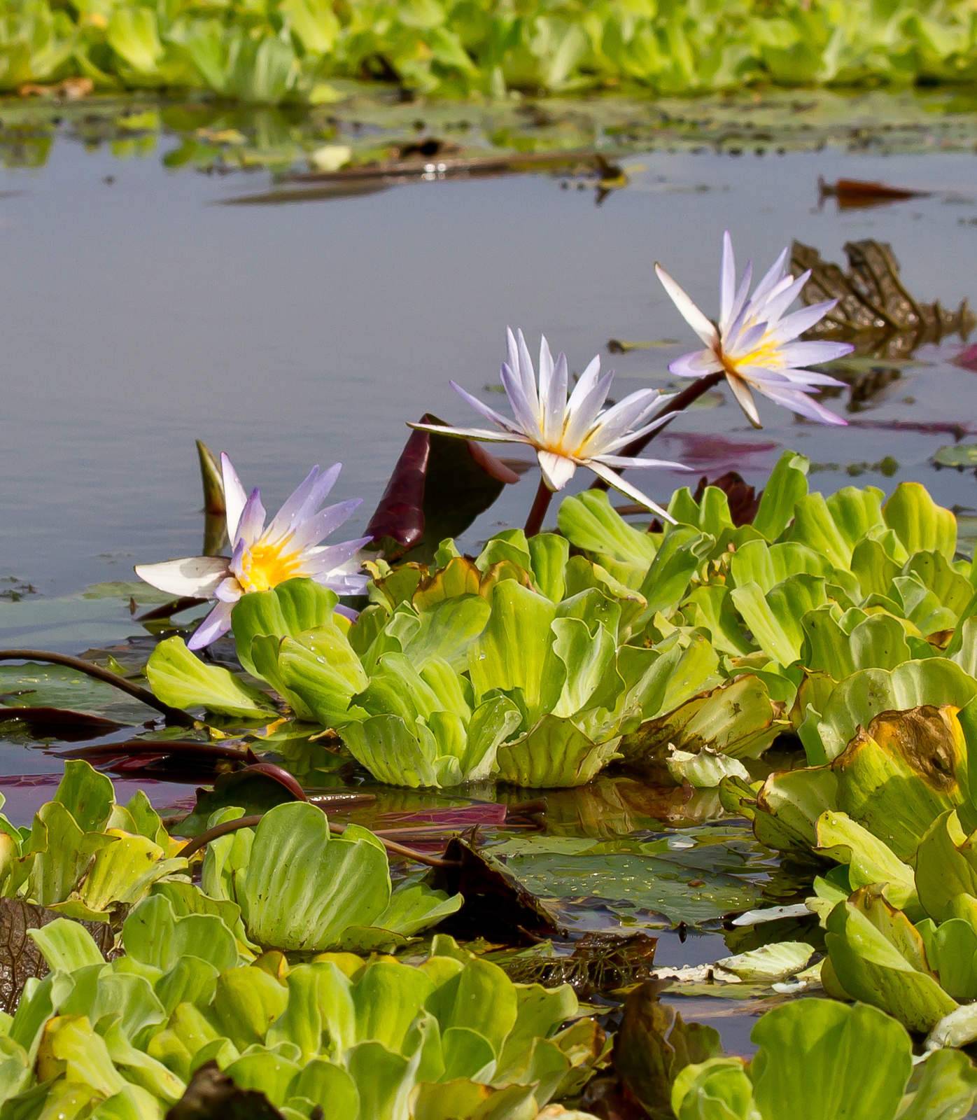 National Animal Or Flower Of Senegal | Best Flower Site
