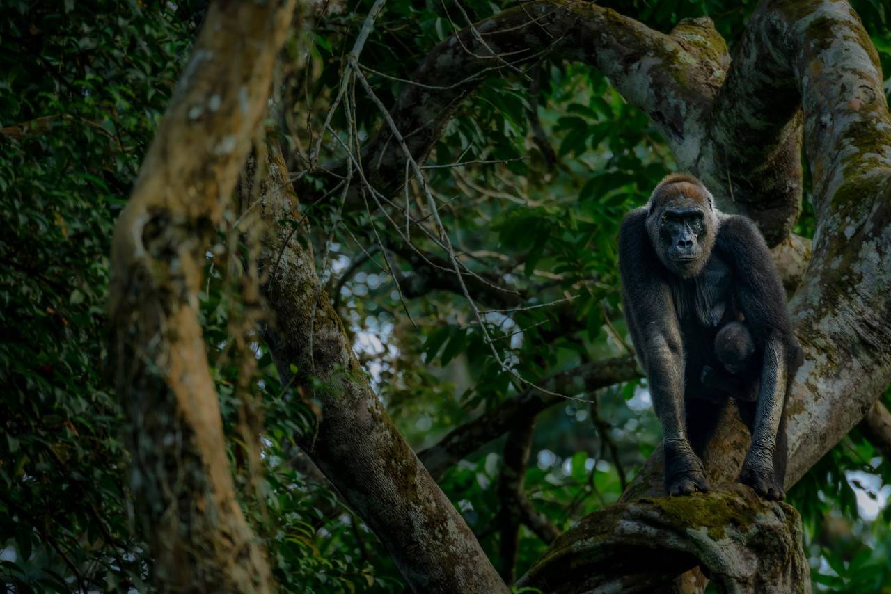 Congo Brazzaville - Guide de voyage & touristique au Congo Brazzaville ...
