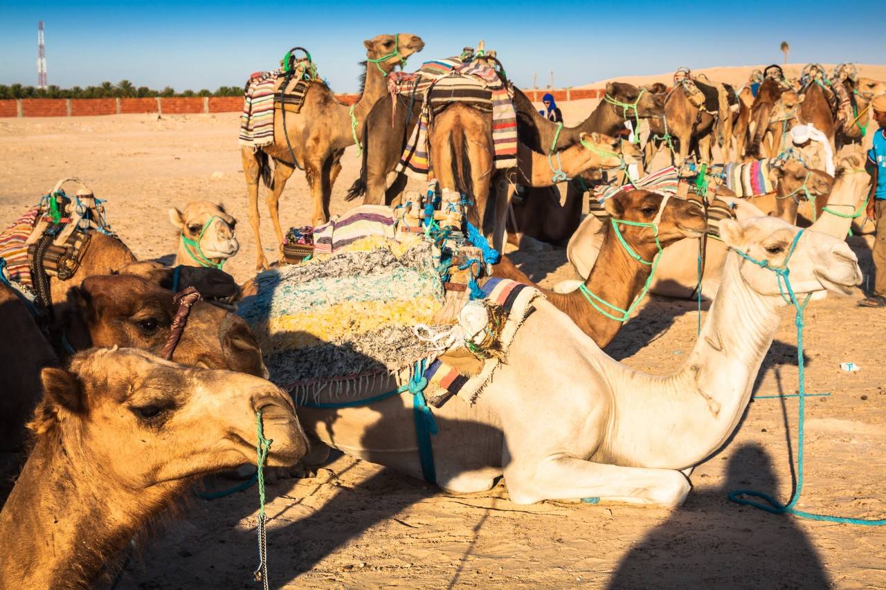 Douz - Guide de voyage & touristique à DOUZ - Tunisie - Petit Futé