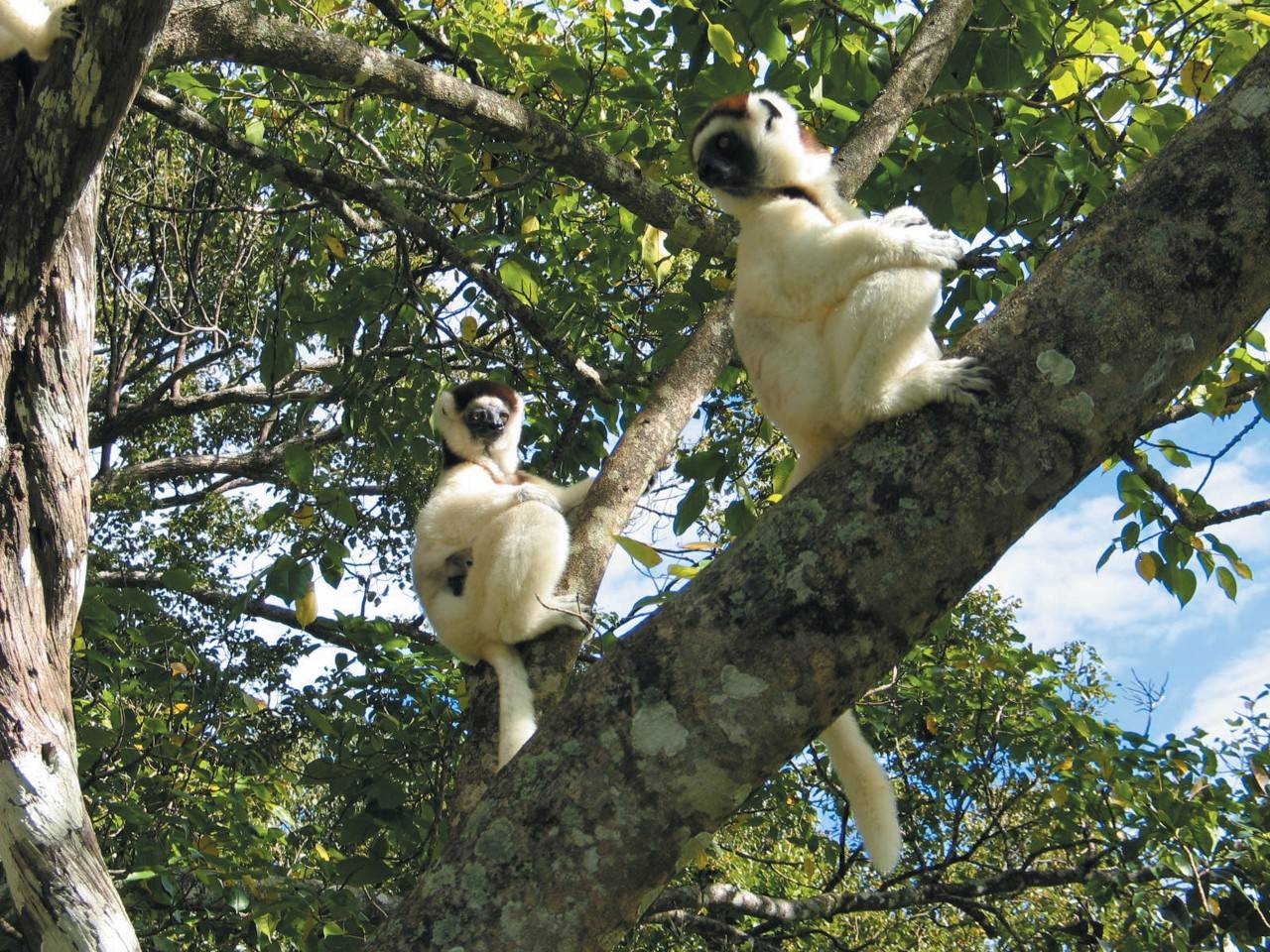 Madagascar - Guide de voyage & touristique à Madagascar - Petit Futé