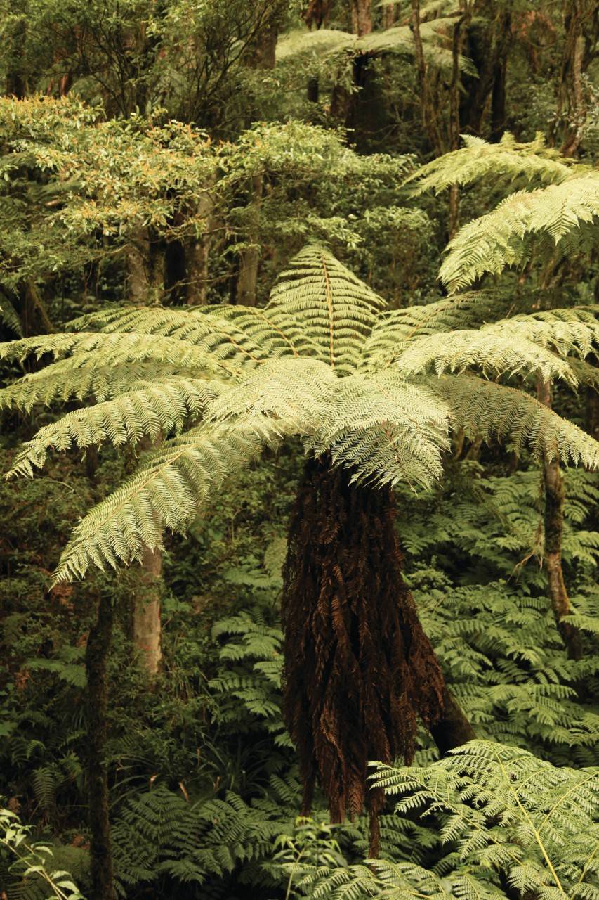 Parque Nacional Amboro - Guide de voyage & touristique au PARQUE ...
