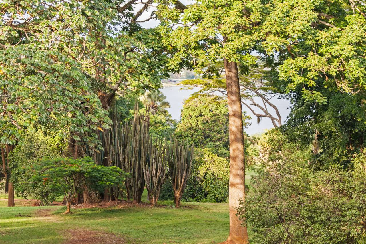 Entebbe - Guide de voyage & touristique à ENTEBBE - Ouganda - Petit Futé