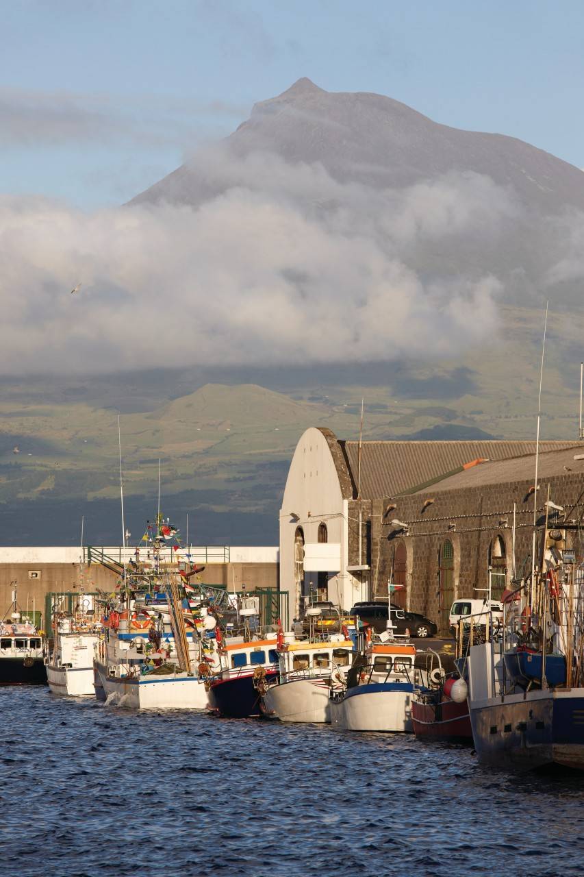 Horta - Guide de voyage & touristique à HORTA - Açores - Petit Futé