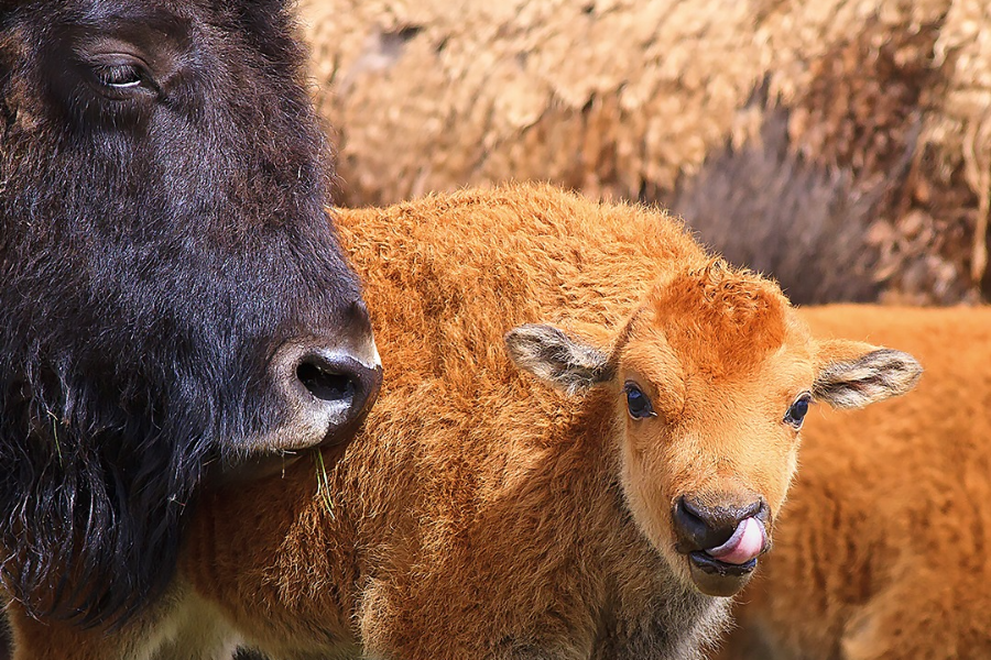 PARC CANADIEN - RÊVE DE BISONS - Parc animalier – Ferme - Muchedent (76590)