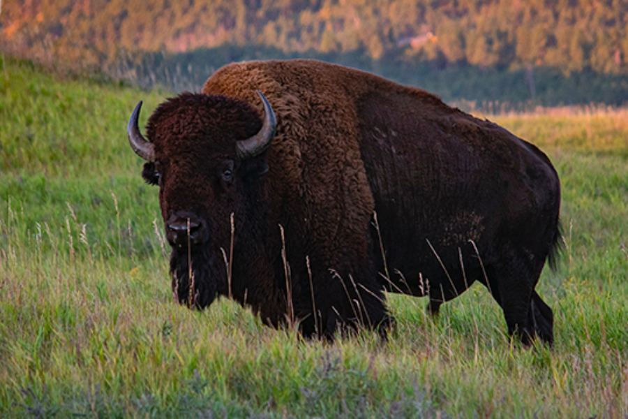 PARC CANADIEN - RÊVE DE BISONS - Parc animalier - Ferme - Muchedent (76590)
