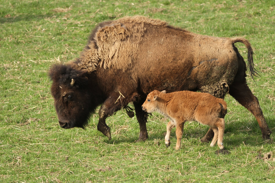 PARC CANADIEN - RÊVE DE BISONS - Parc animalier - Ferme - Muchedent (76590)