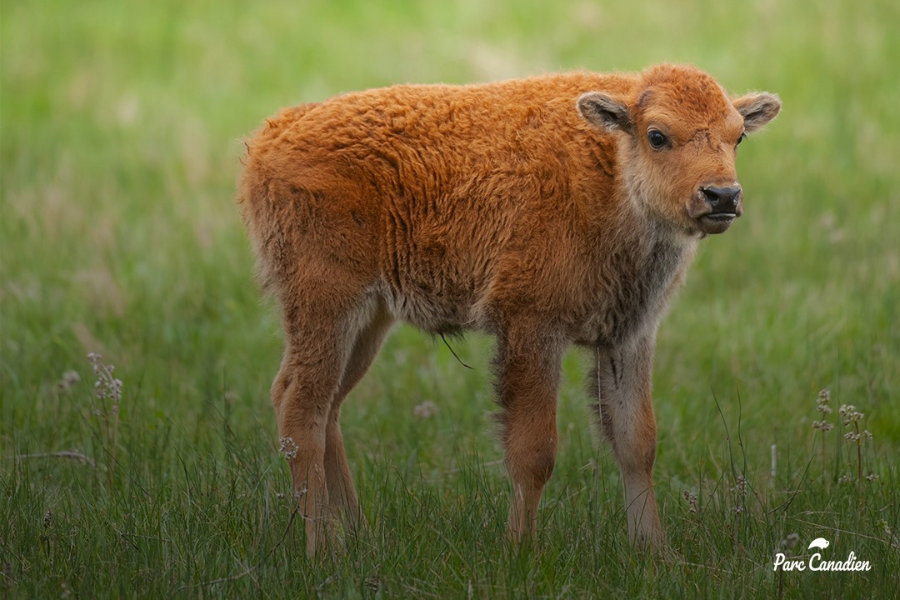 PARC CANADIEN - RÊVE DE BISONS - Parc animalier - Ferme - Muchedent (76590)
