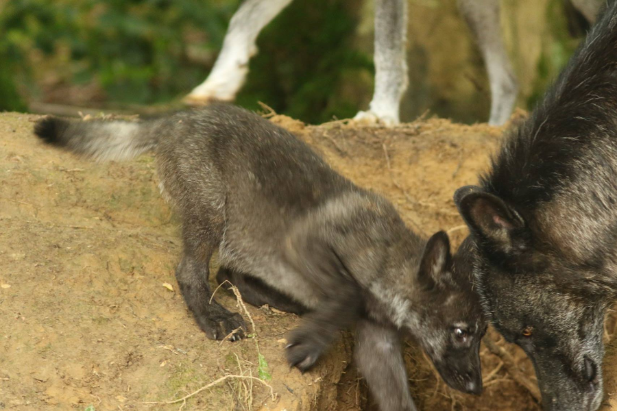 PARC CANADIEN - RÊVE DE BISONS - Parc animalier - Ferme - Muchedent (76590)