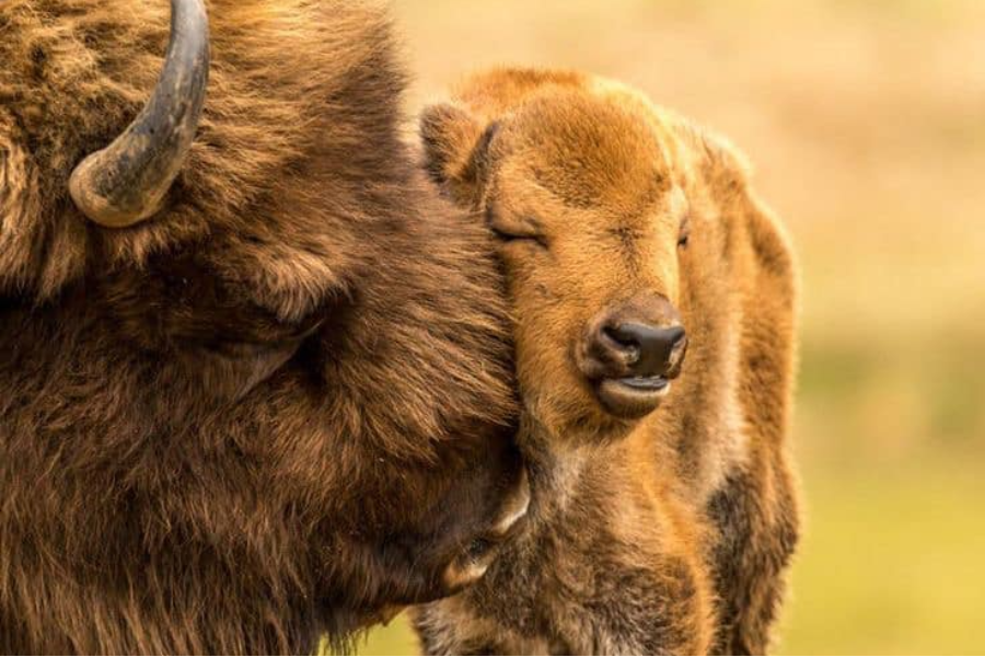 PARC CANADIEN - RÊVE DE BISONS - Parc animalier - Ferme - Muchedent (76590)