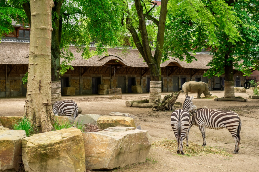 ZOO D'ANVERS - Zoo - Anvers (2000) - Belgique